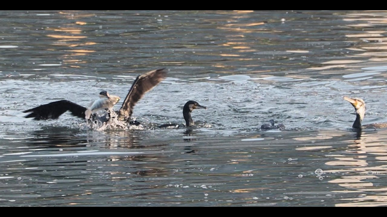 1130218 The great cormorants fighting for fish at Mei-Ti wharf. - YouTube