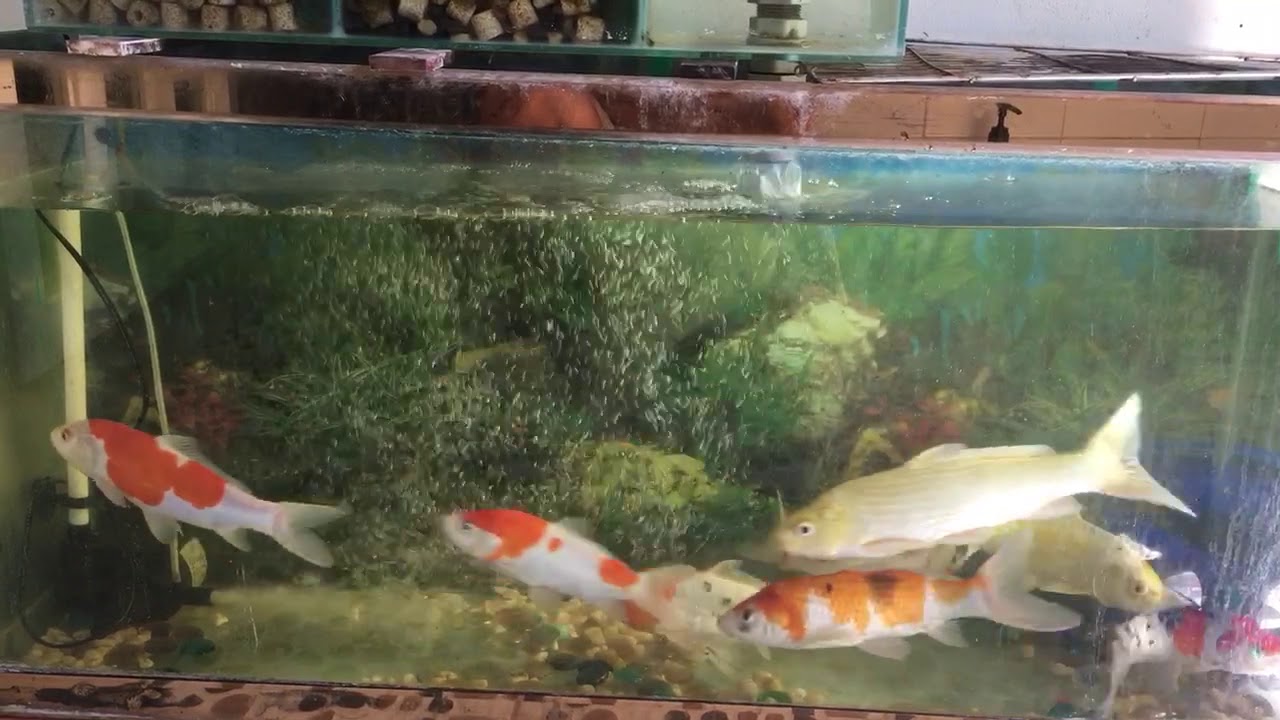 Nuôi cá chép nhật - Koi fish tank - YouTube