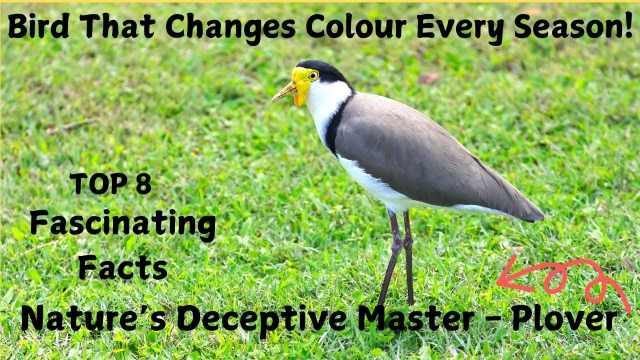 The Bird That Changes Color Every Season! Nature’s Deceptive Master ...