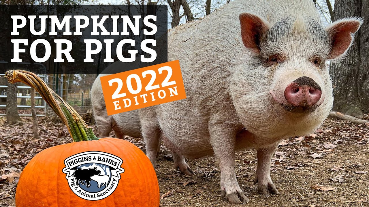 Pumpkins for Pigs at Piggins and Banks 2022 Edition - YouTube