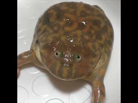 E ele voltou!! Sapo gritando. - YouTube