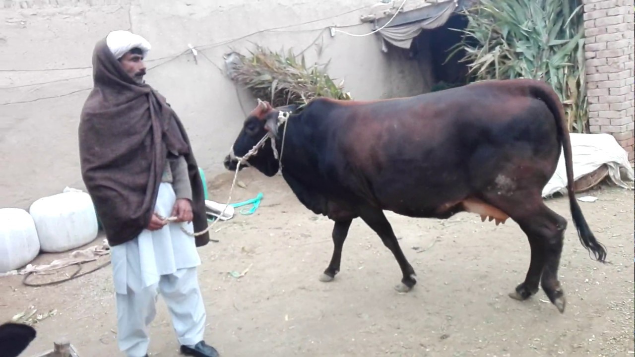 Cow for sale in Pakistan on YouTube, 03464420189 - YouTube