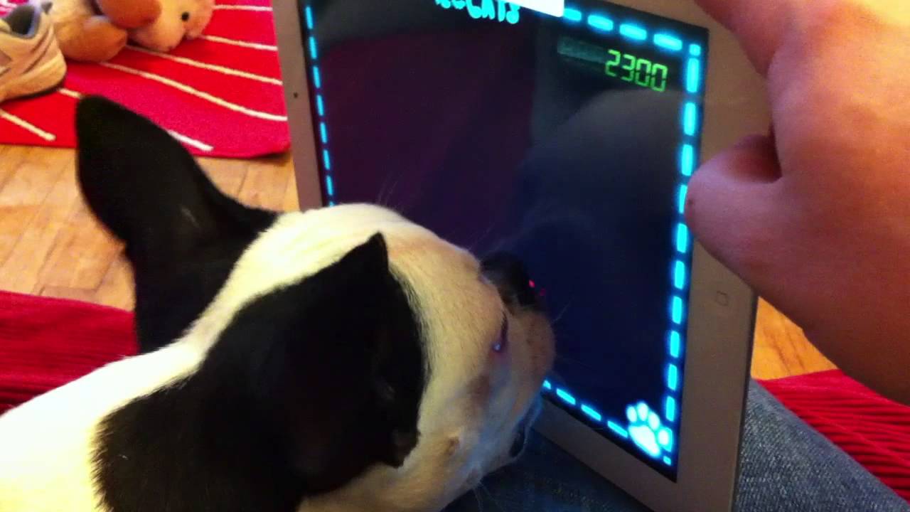 Boston Terrier puppy plays games on iPad - YouTube