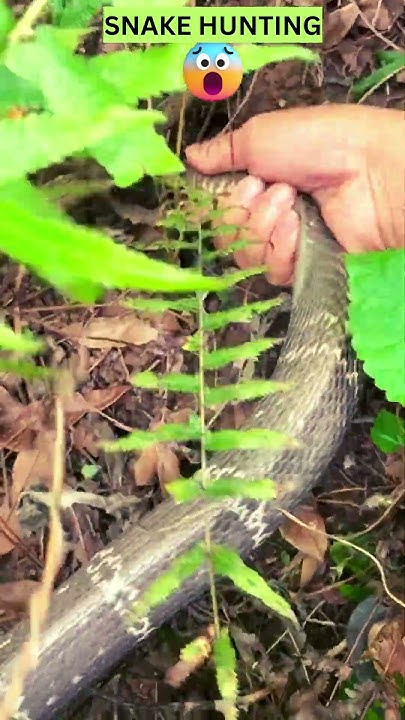 cobra hunting, snake hunting ,Camping, hunting, trapping, survival skill, #bushcraft #fishing ...