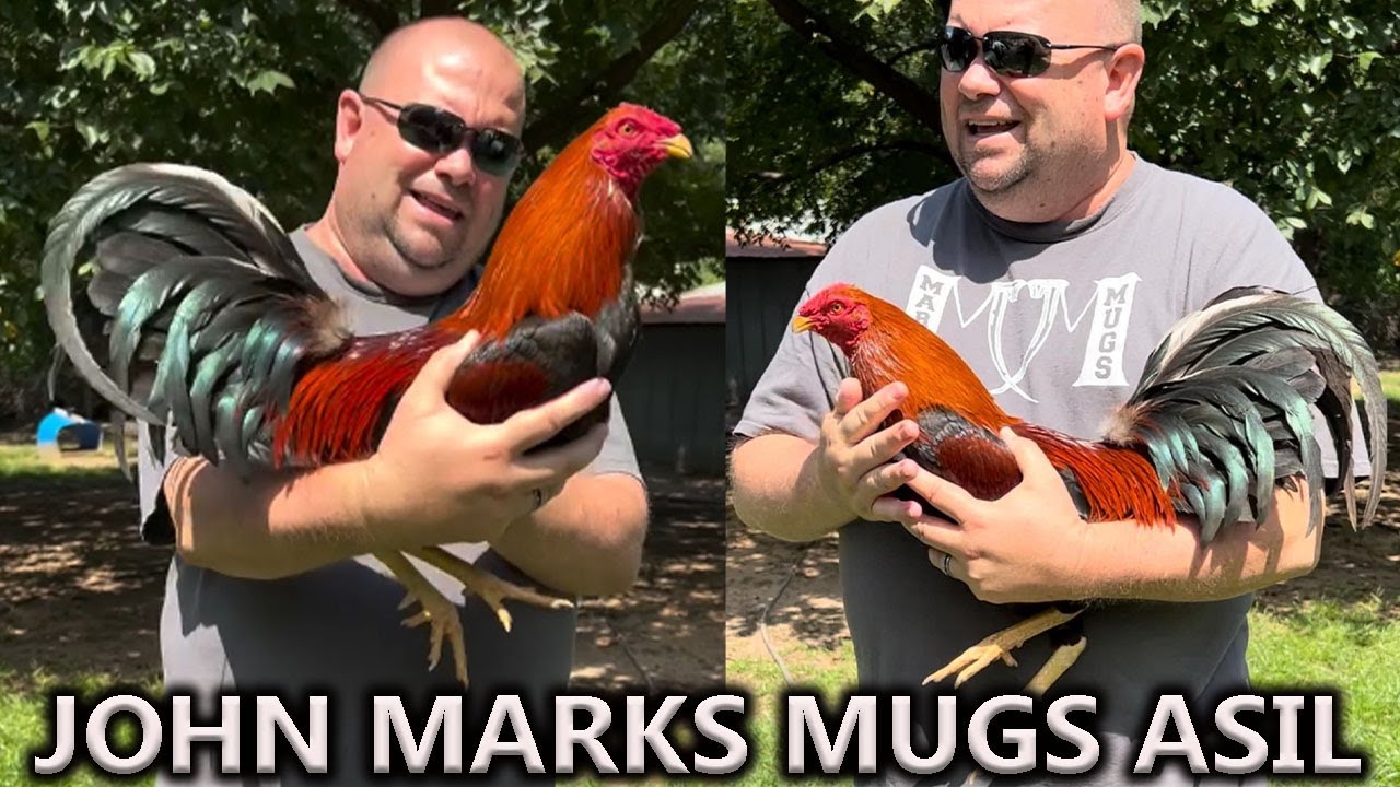 TEXAS John Anthony Marks Mugs Asil - Master Breeder in Palestine Texas - YouTube