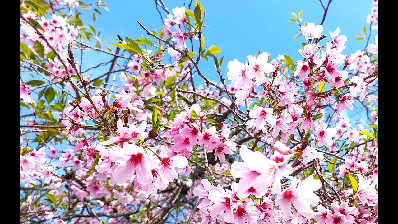 Spring Prelude - YouTube