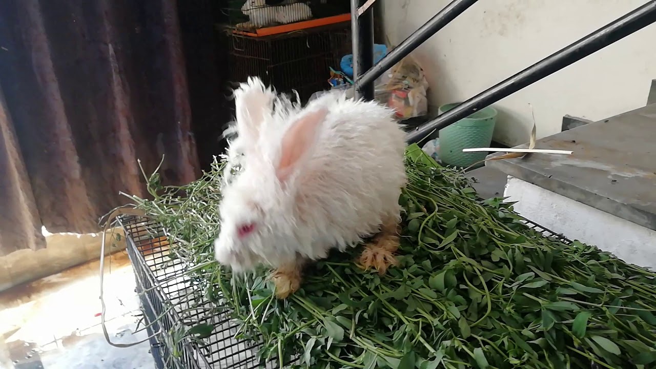 Pakistan Rabbit Farming(7) - YouTube