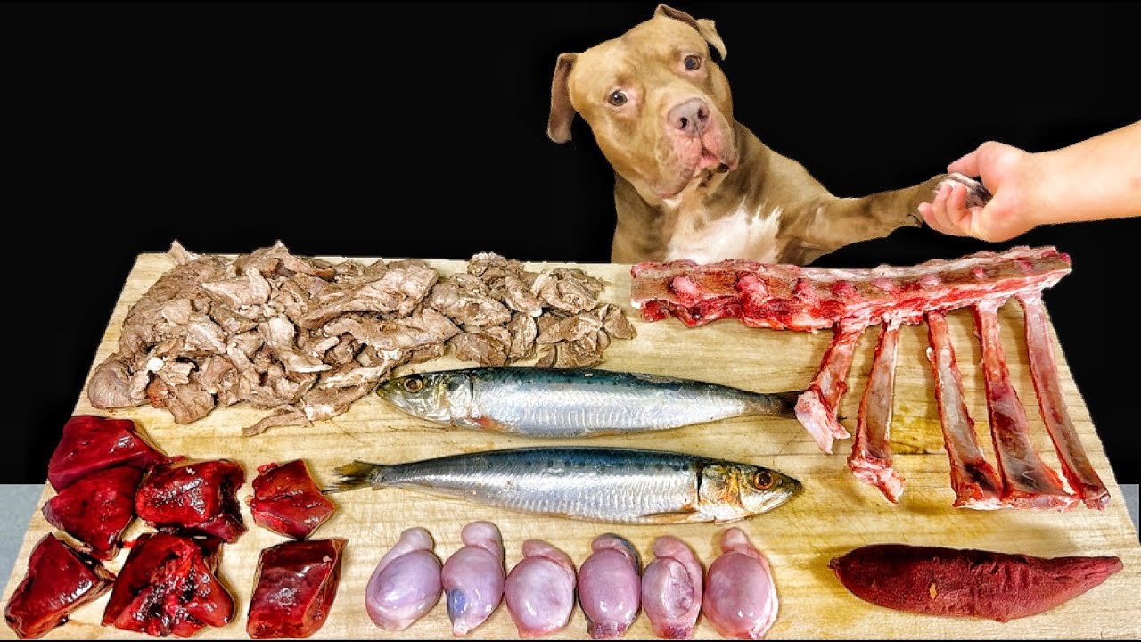 ASMR MUKBANG PITBULL EATING RAW FOODS - YouTube