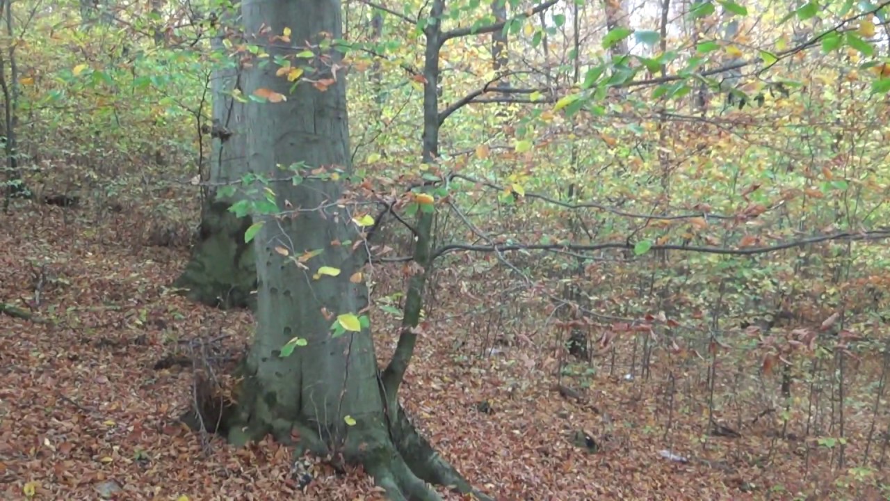 Nádherný buk lesný (Fagus sylvatica) v prirodzenom lese, v pohorí ...