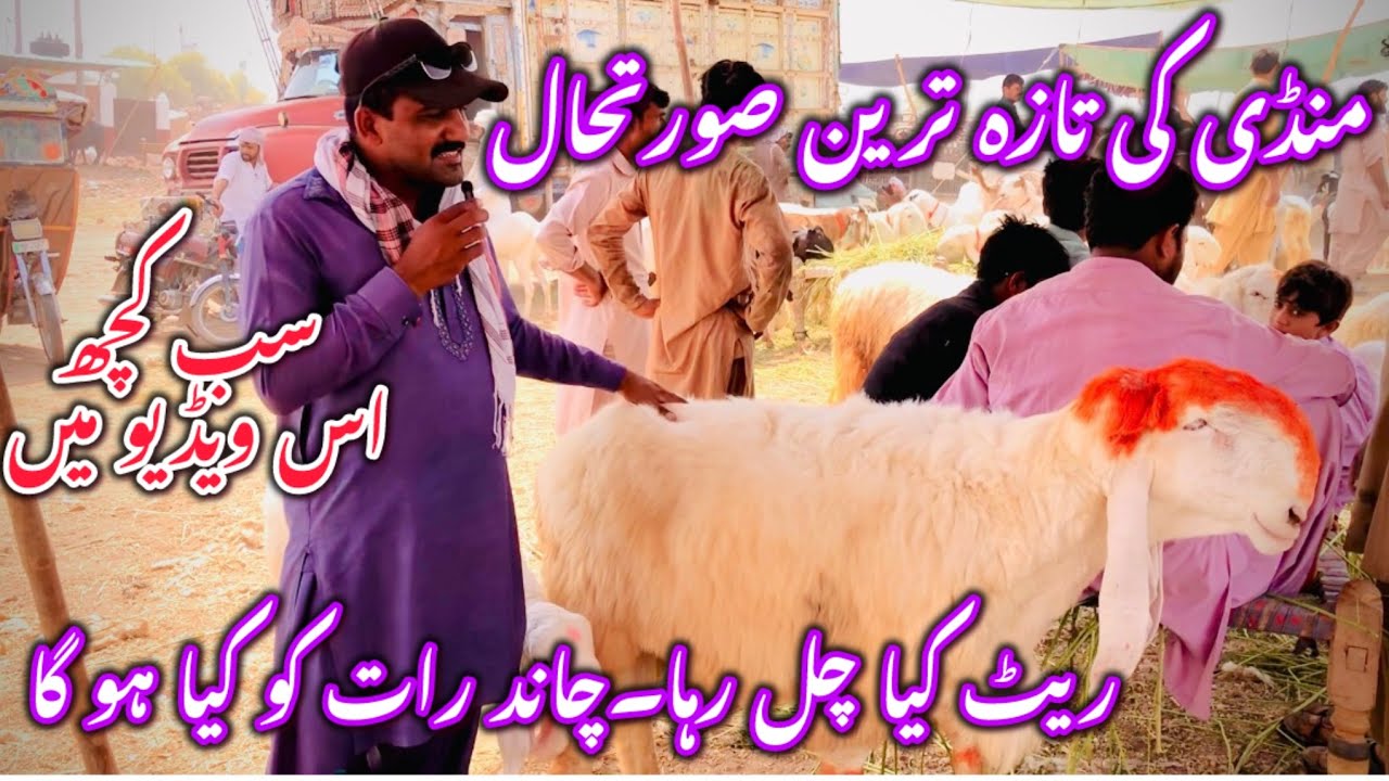 Multan Mandi Rates 05-06-2024 || Eid per Kia Ho sakta ha 😲🥹 - YouTube