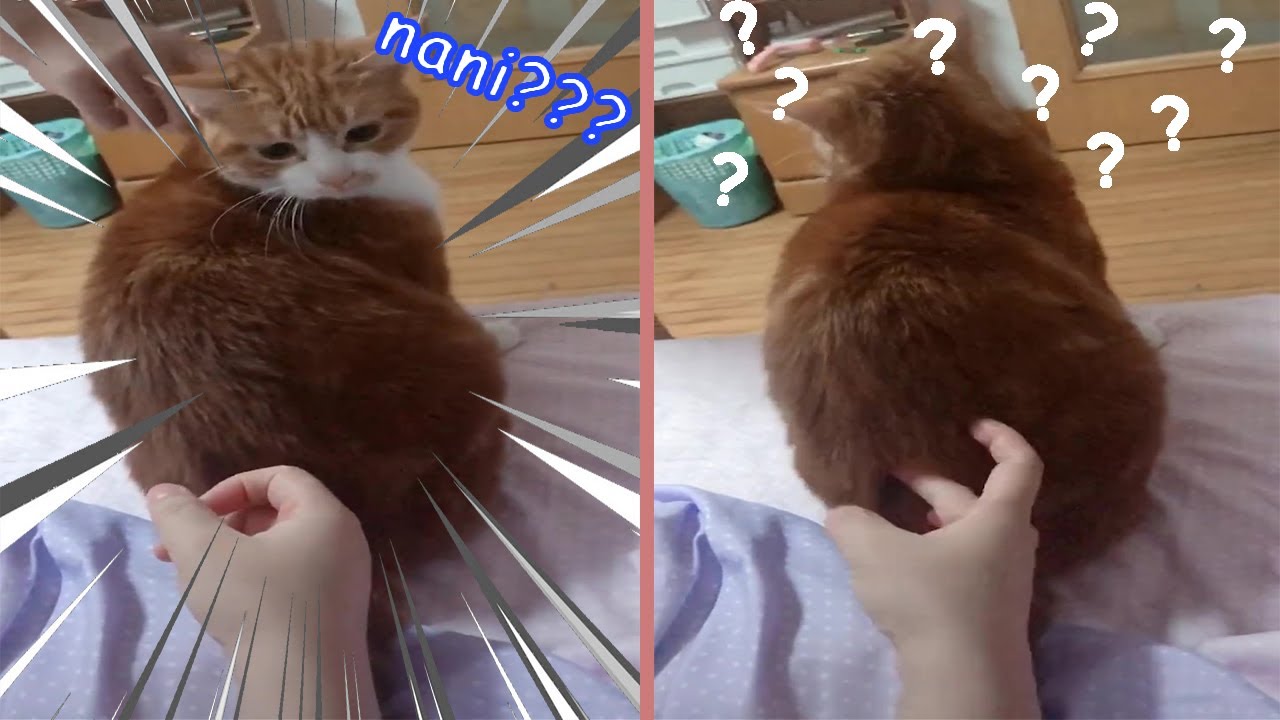 Confused Cat Gets Pranked By Owner - YouTube