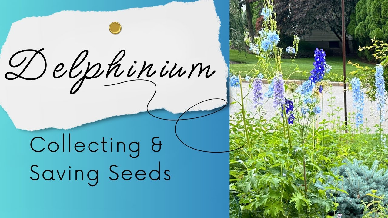 How to Collect and Save Delphinium Seeds in Your Garden - YouTube
