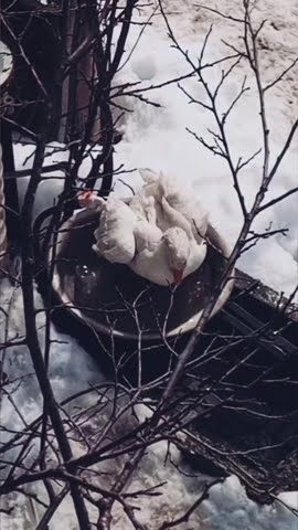 Amazing Husky Dog with Goose #dog #husky #huskylife #comedy #funny ...