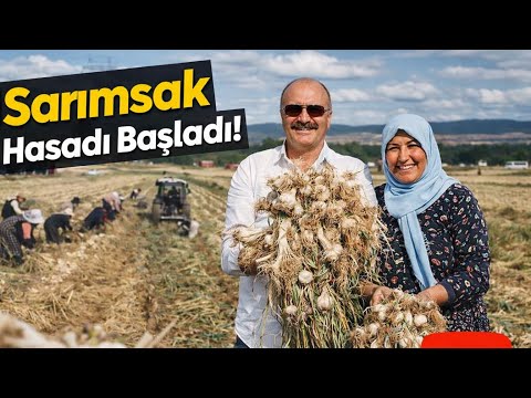 Taşköprü’de Sarımsak Hasadı Başladı Tarladan Özel Görüntüler ve Röportajlar 