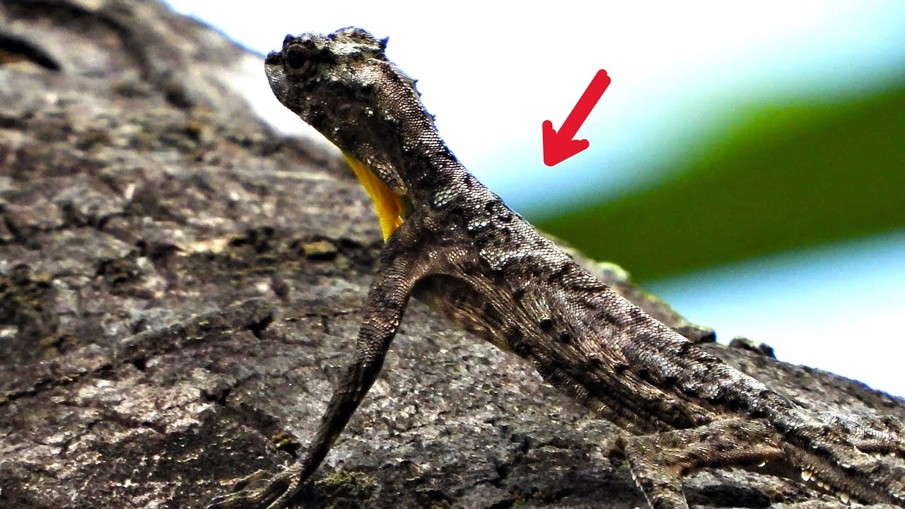 Gliding lizard | flying lizards | Draco lizard - YouTube