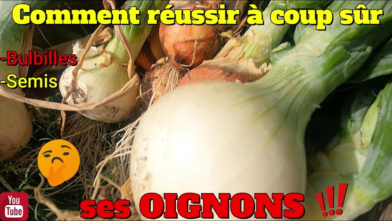 COMMENT réussir quasiment à coup sûr ses OIGNONS !! 🤔 - YouTube