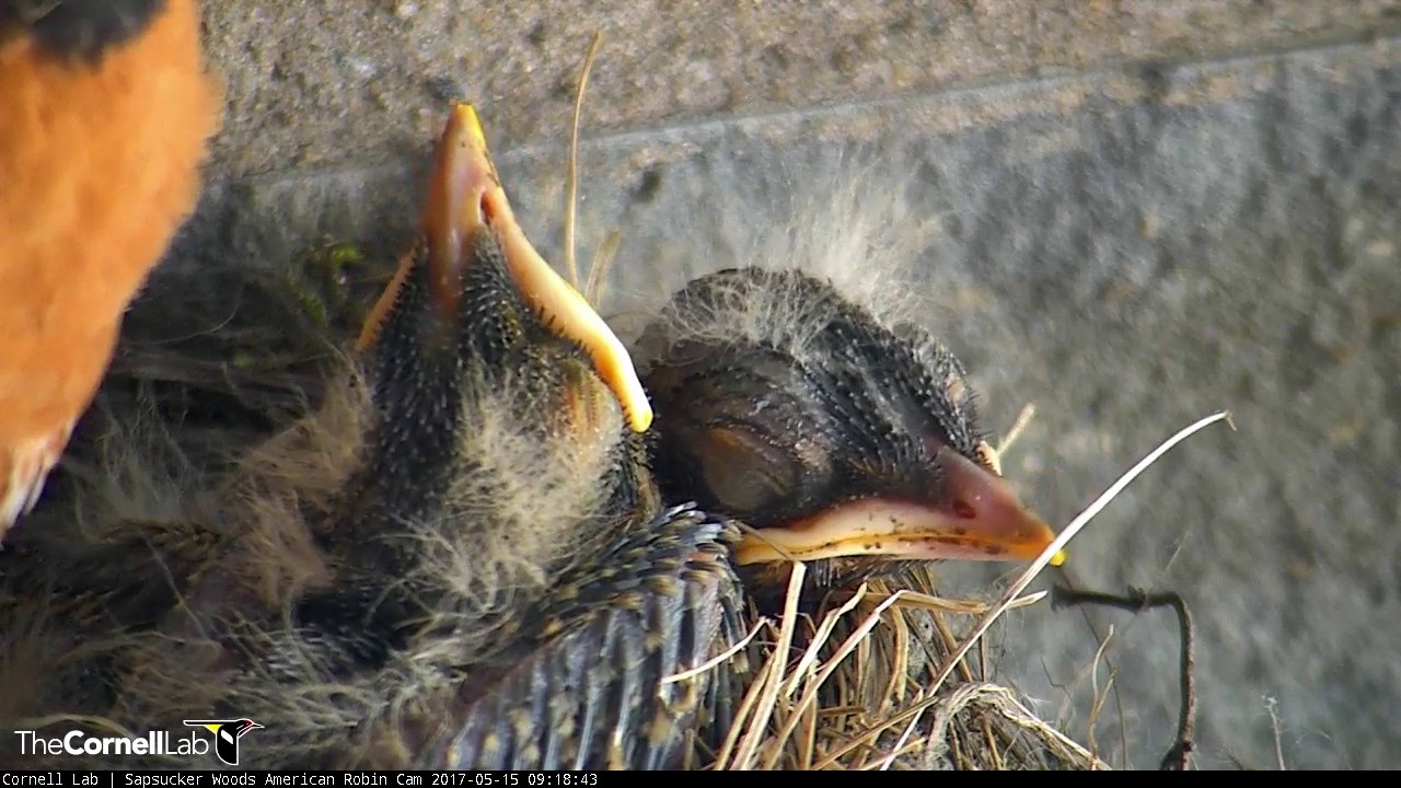 Robin Nestlings Starting to Develop Feathers – May 15, 2017 - YouTube