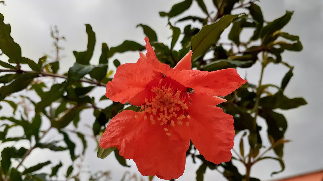 #FLORDEROMA/FLOR DE ROMÃ - YouTube