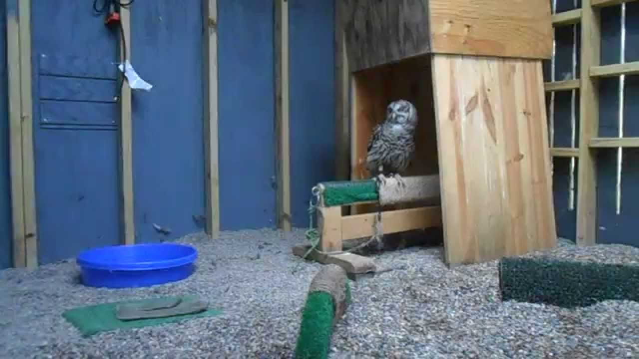 Barred Owl Training - YouTube