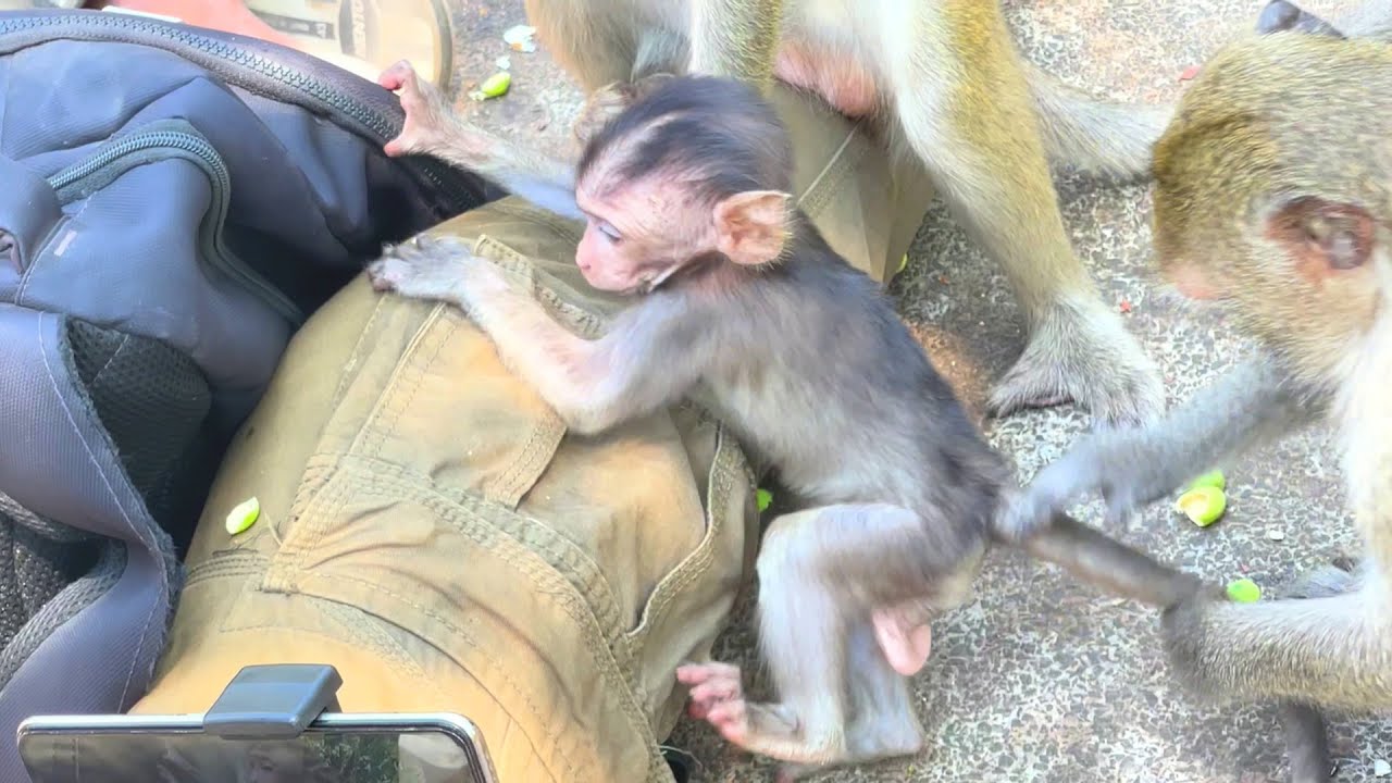 Baby Kimi Monkey running near human feet happily #wildlife #animals # ...
