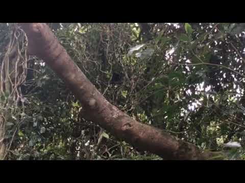 Satin Bowerbird call - YouTube