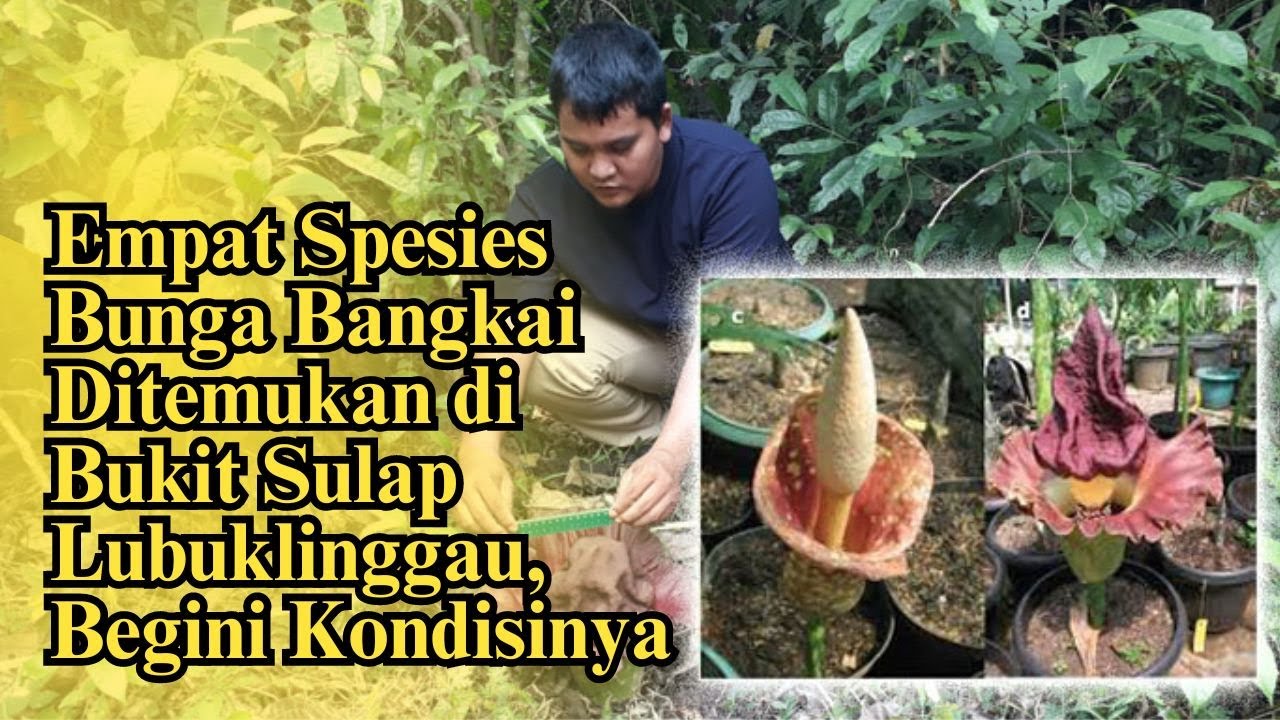 Empat Spesies Bunga Bangkai Ditemukan di Bukit Sulap Lubuklinggau ...