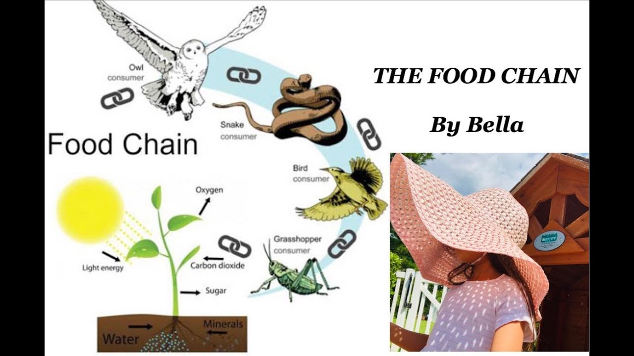 What is a food chain? | The food chain #Shorts - YouTube