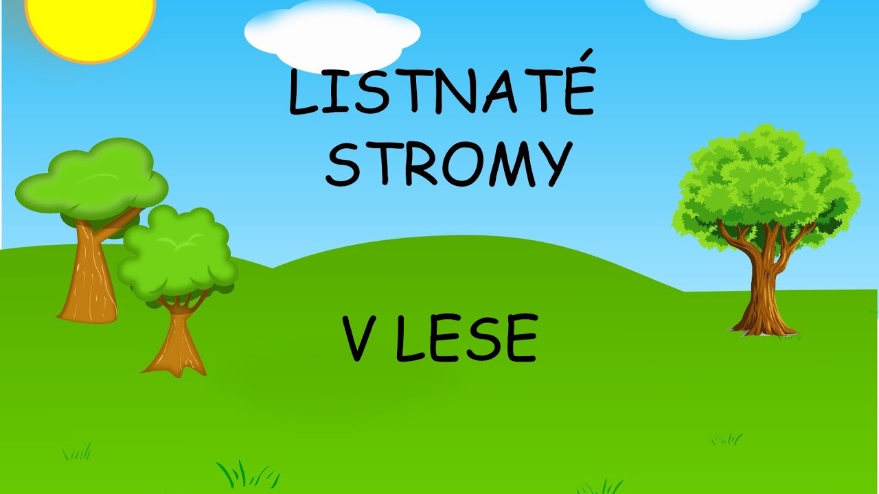 Listnaté stromy - učíme se poznat listnaté stromy v lese - YouTube