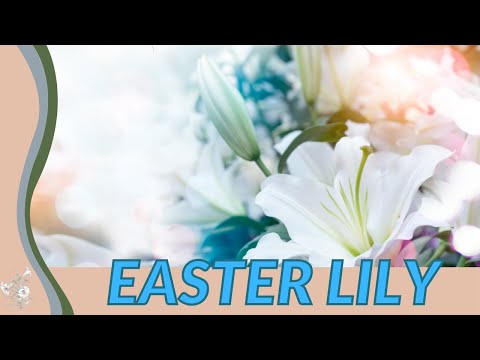 Why Do Lilies Represent Easter