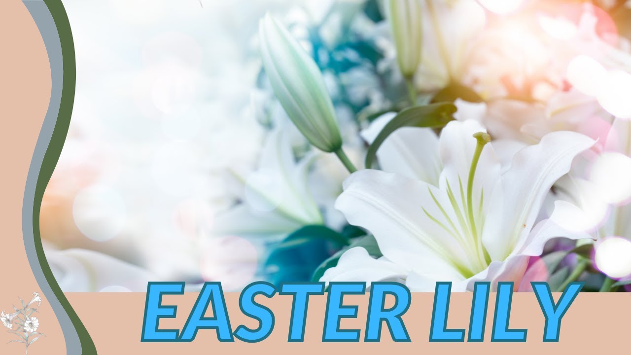 When and Why Did Easter Lily Get So Famous? (Lilium longiflorum) - YouTube