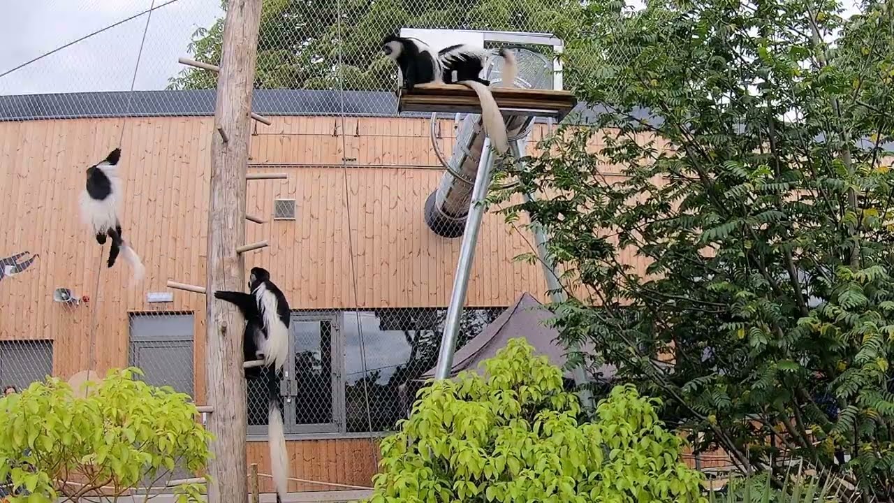 Monkey Moving Day - YouTube