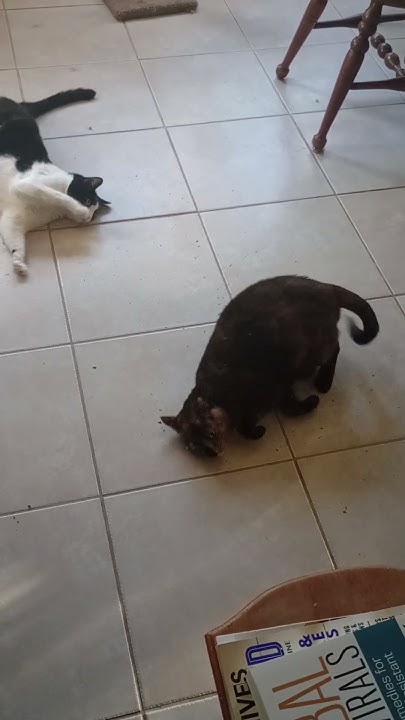 catnip and cats reaction for the first time - YouTube