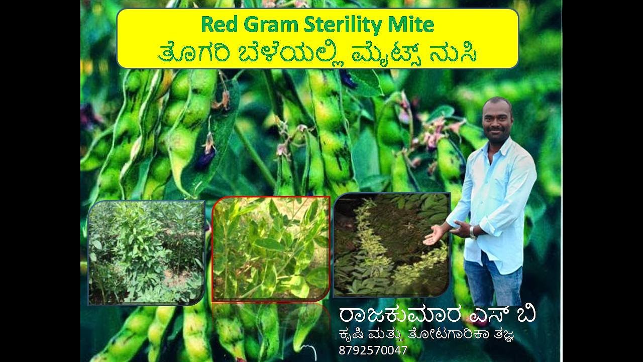 @Management of Red gram sterility mite| @ತೊಗರಿ ಬೆಳೆಯಲ್ಲಿ ಮೈಟ್ಸ್ ನುಸಿ ...