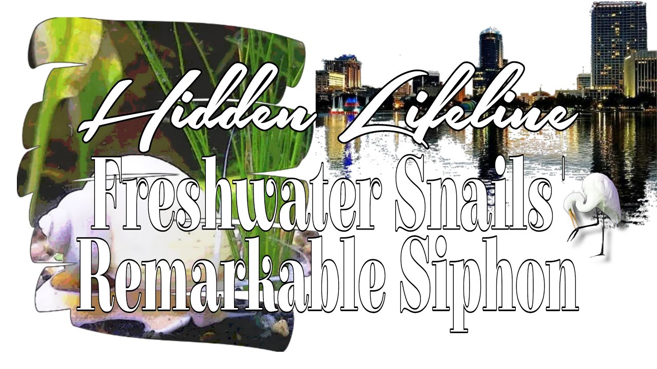 The Hidden Lifeline: Freshwater Snails' Remarkable Siphon - YouTube
