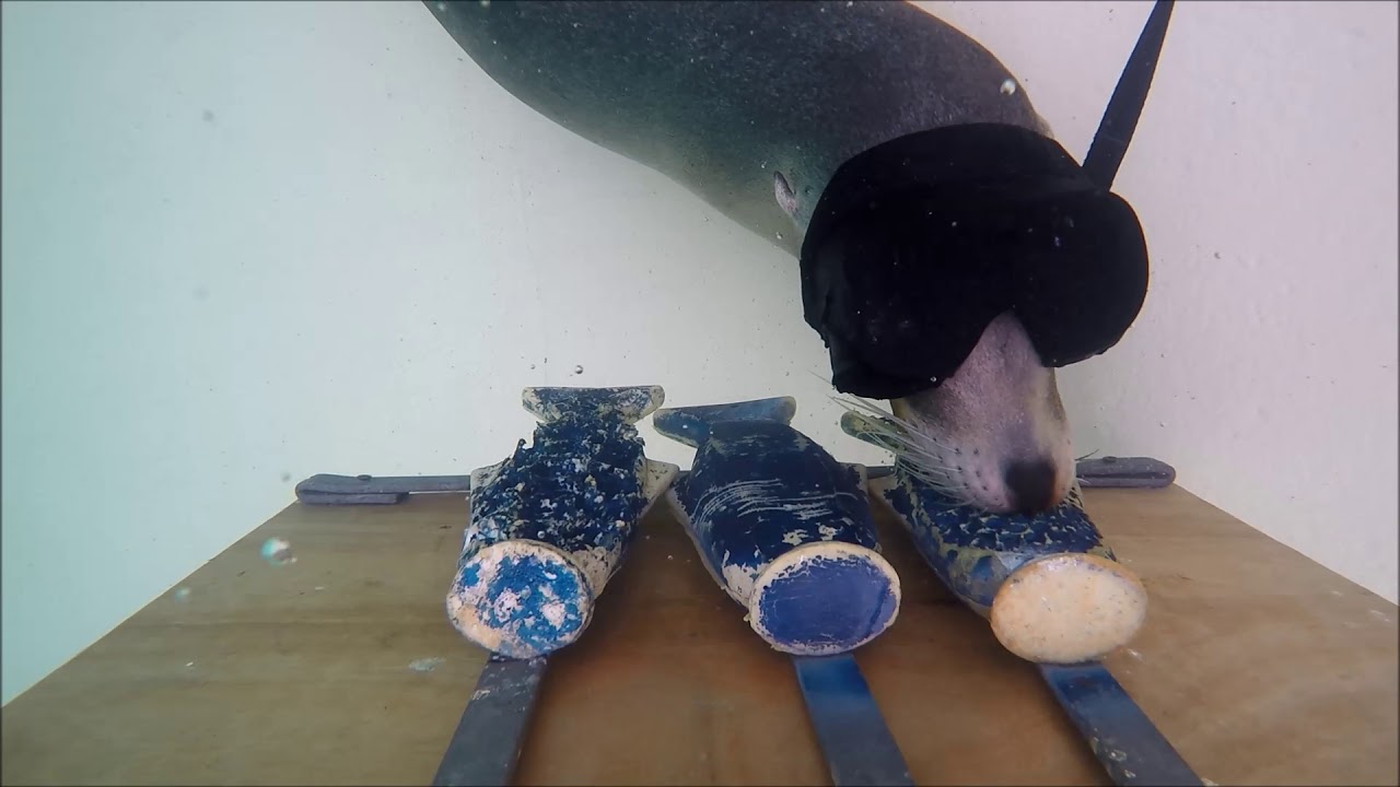 Sea lion doing a texture discrimination task - YouTube