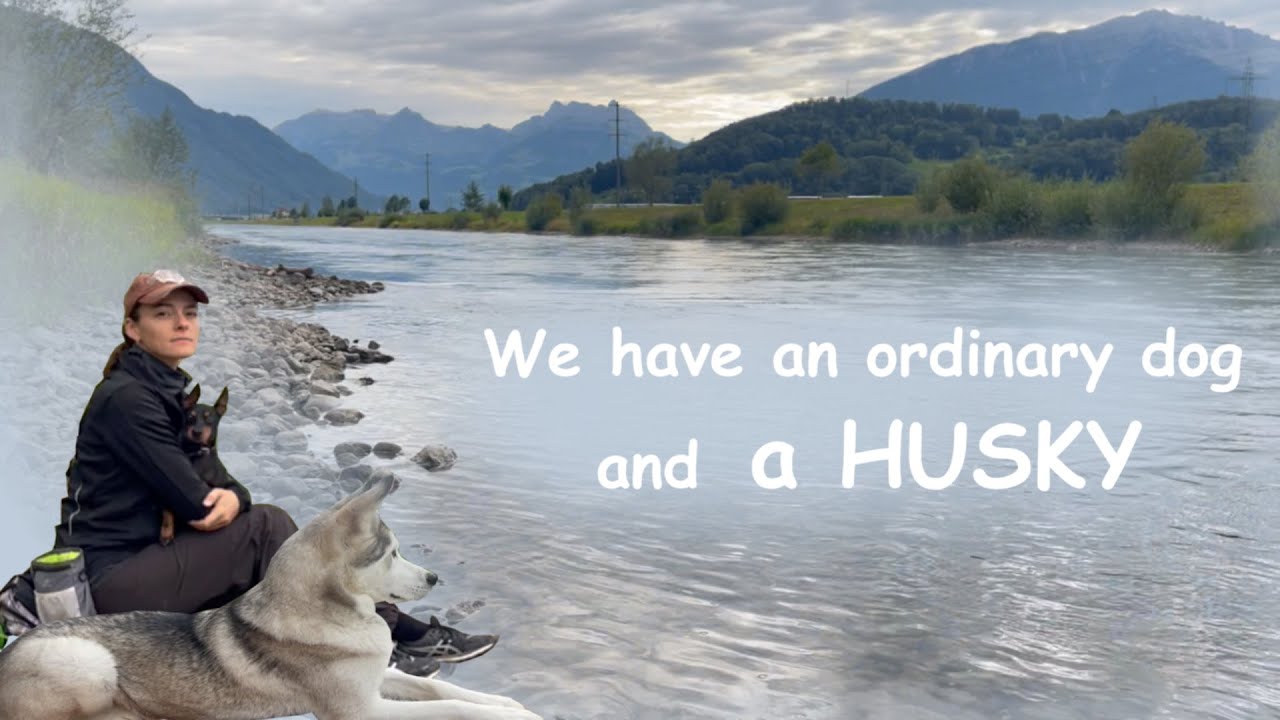 Such different dogs. An English Toy Terrier and a Husky 😊. My husky ...