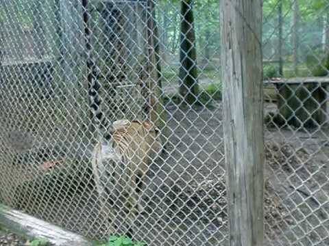 Tiger spraying - YouTube