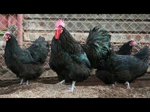 AVSTRALORP TOYUQ CINSI HAQQINDA BILMEDIKLERINIZ