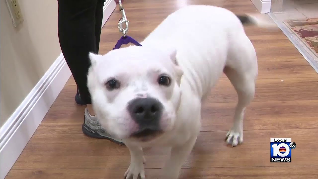 South Florida animal rescue group moves into new facility thanks to ...