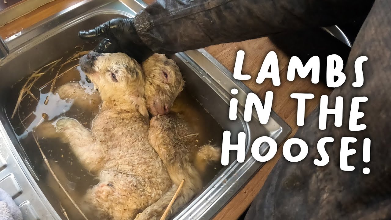 It’s just too WET!! - Lambing day 7 | The Sheep Game | The Content Farm
