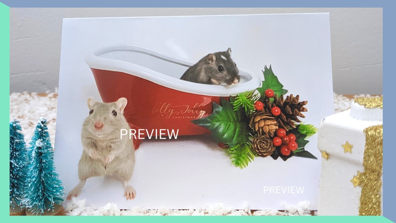 Making Gerbil Christmas Cards - YouTube