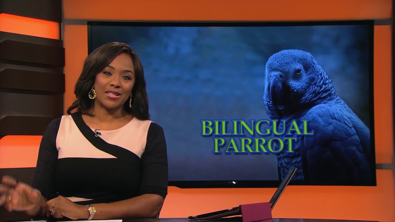 Arise America: Humor and Goodbye - Debbye Turner Bell - YouTube