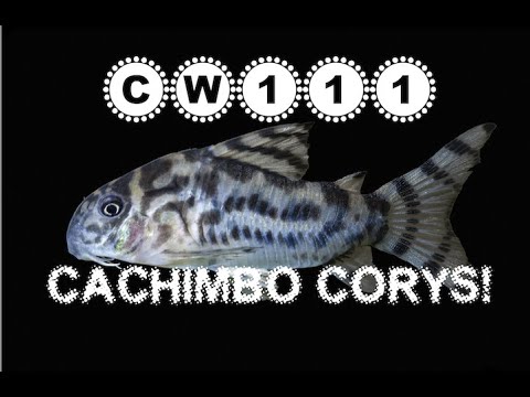Corydoras CW111 - zebrina Cory or vulcan Cory, the most expensive ...