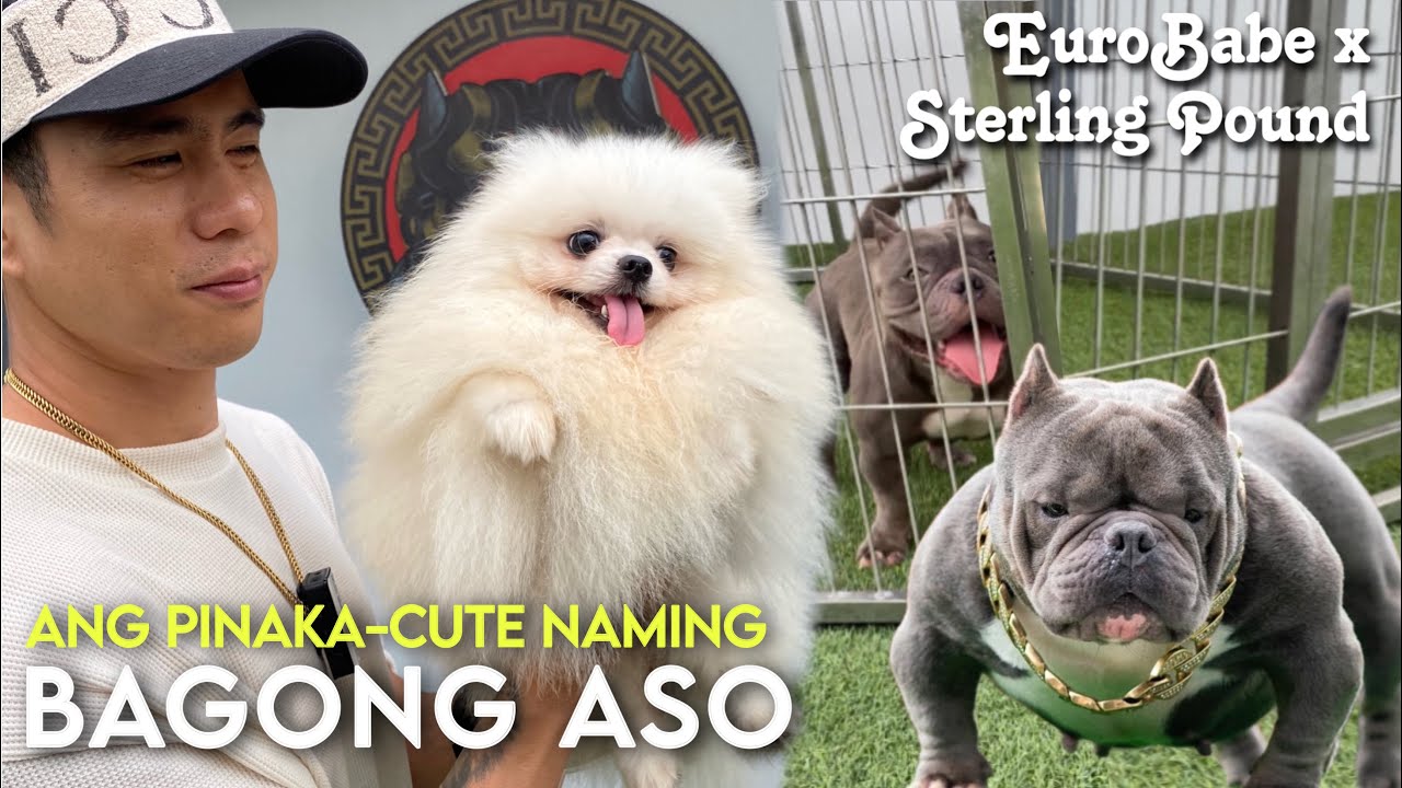 I BOUGHT OUR FIRST TOY DOG • AFTER STUD NG 4M DOG STERLING POUND ...