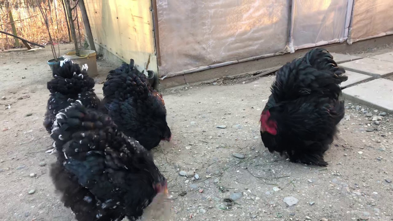 Gaini cochinchina urias - YouTube