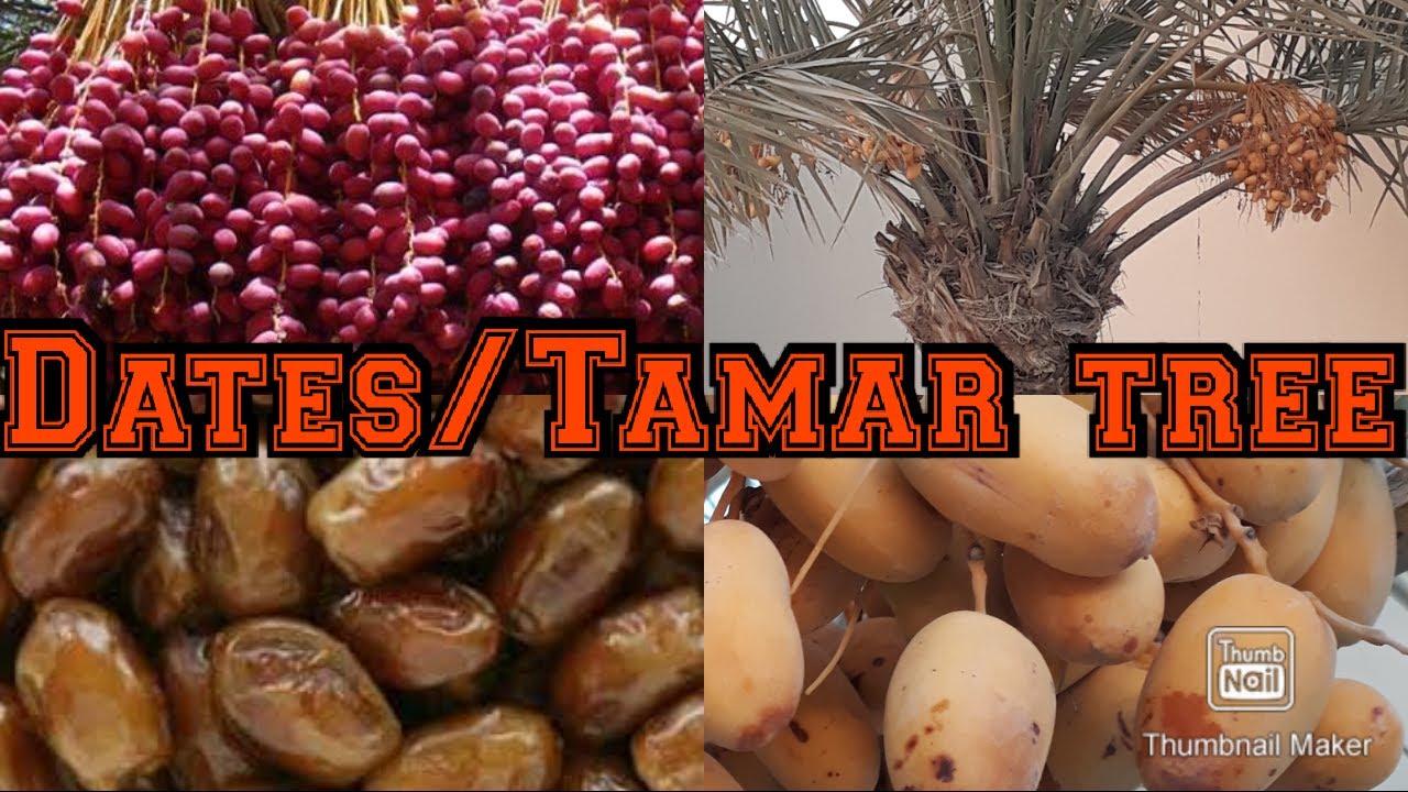 DATES/TAMAR PALM TREE - YouTube