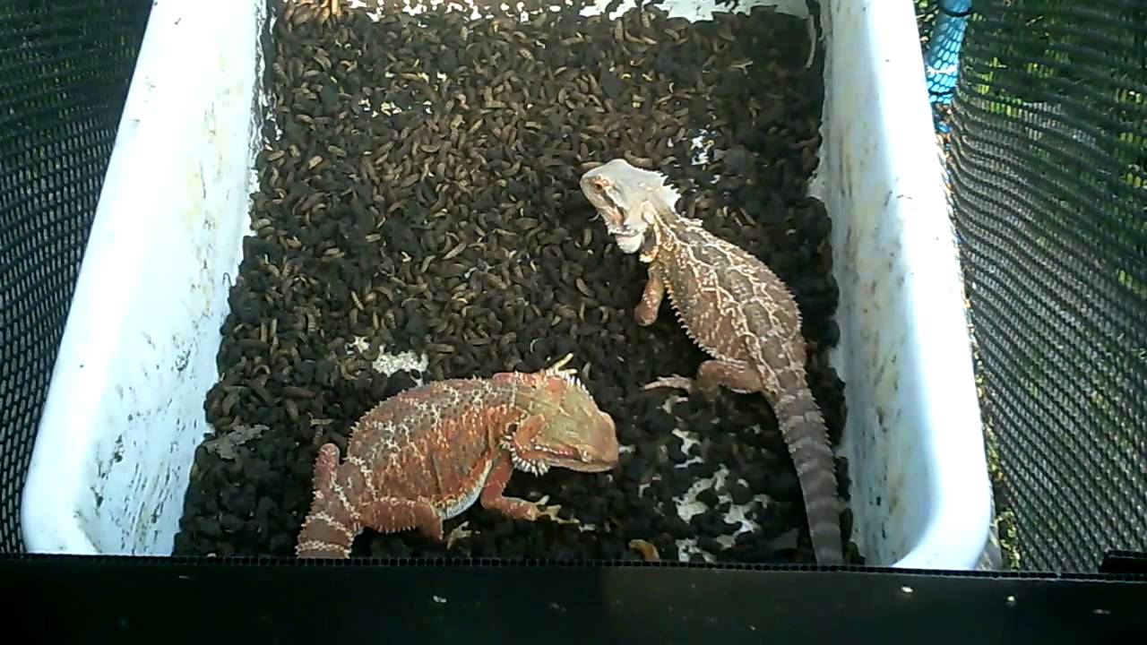 Bearded dragons VS Phoenix worms - YouTube