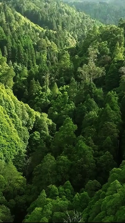 The Battle Against Invasive Animals in Australia #shorts - YouTube