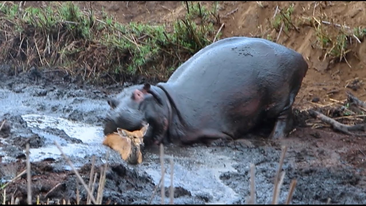 Scary Hippo Attack! Lion vs Hippo impala antelope Wild Animal Fight ...