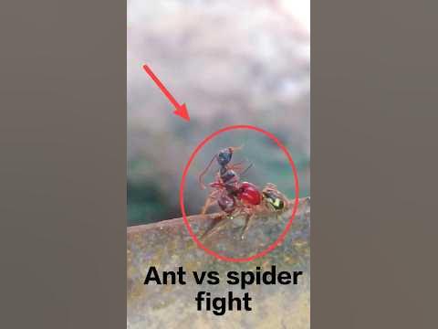 Ant vs spider fight 😲 #youtubeshorts #shorts #short #viral #animal # ...